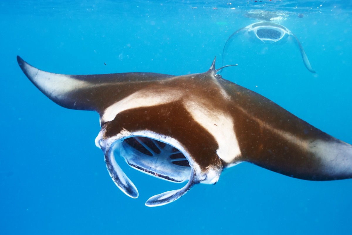 Manta Ray Watching > Triton Hotels & Tours